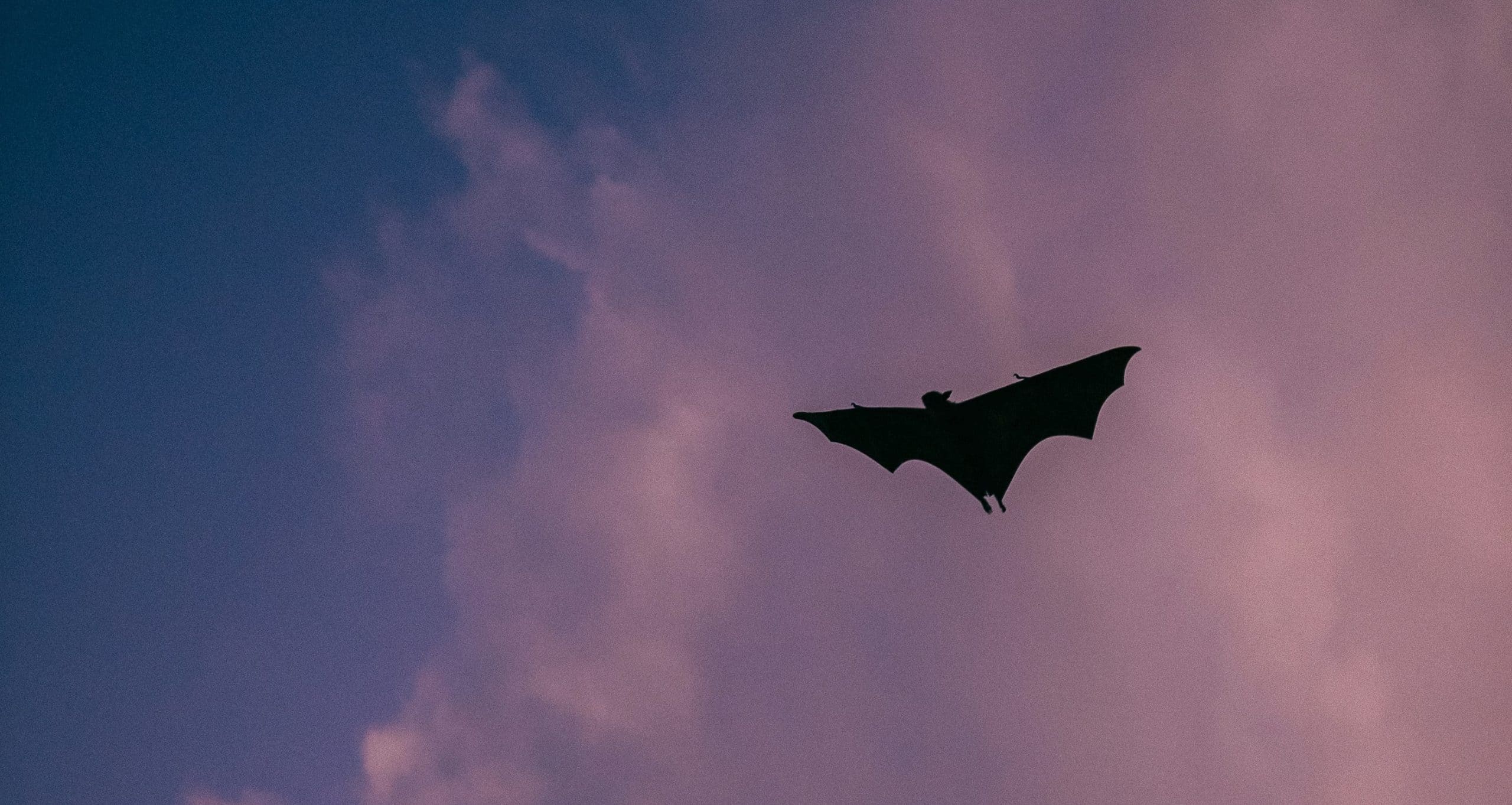 Two bats test positive for rabies in Shasta County; HHSA provides ...