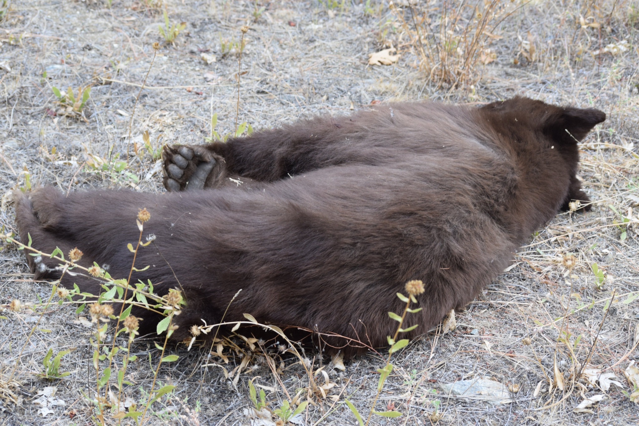 Three bears, three months: Highway 299’s cost to wildlife – Shasta Scout