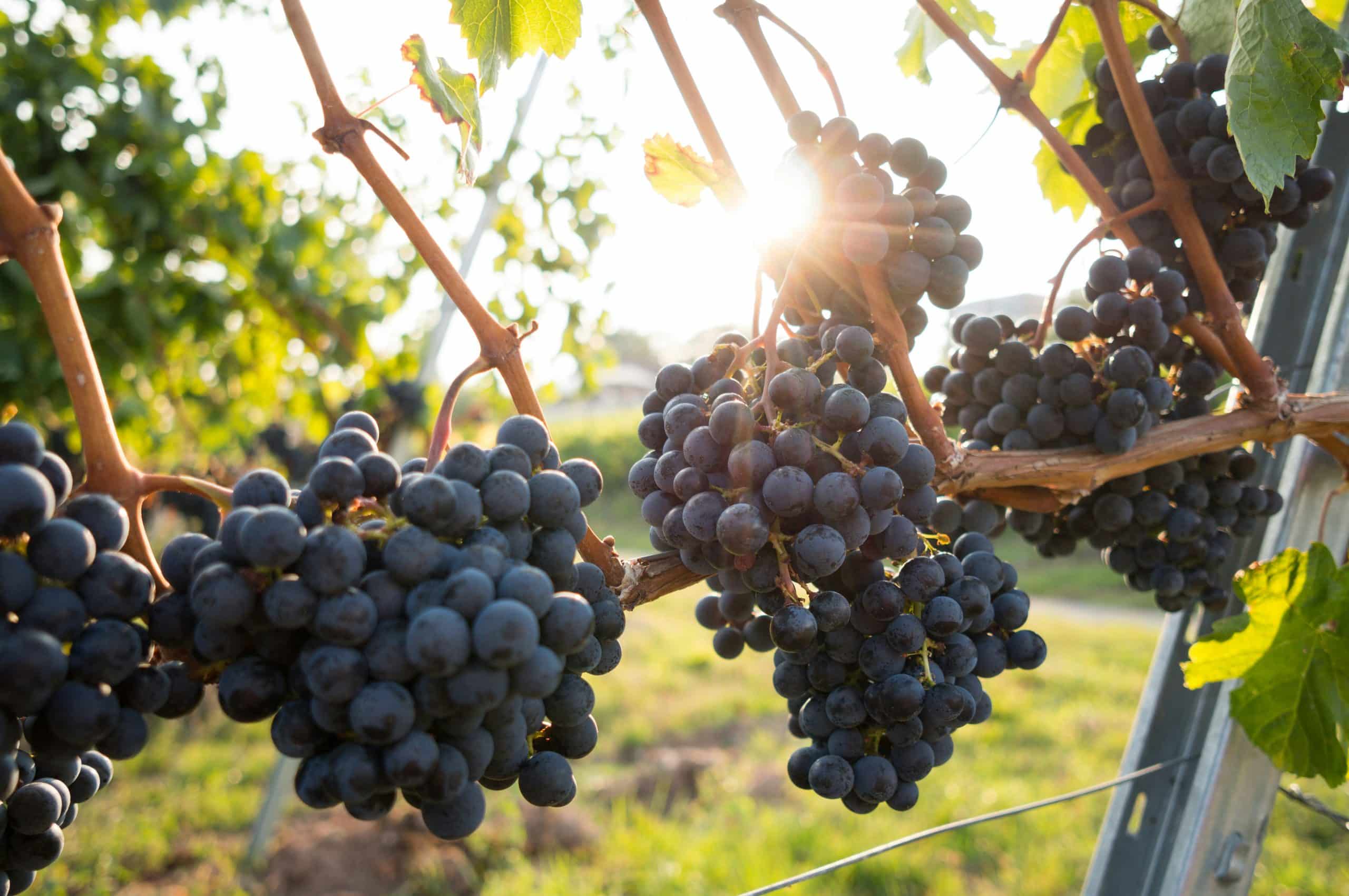 Plant consumers beware: Invasive insect found on shipment of grapevine ...